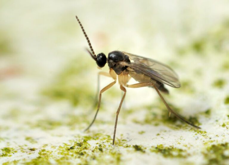 Fungus Gnat | OBA